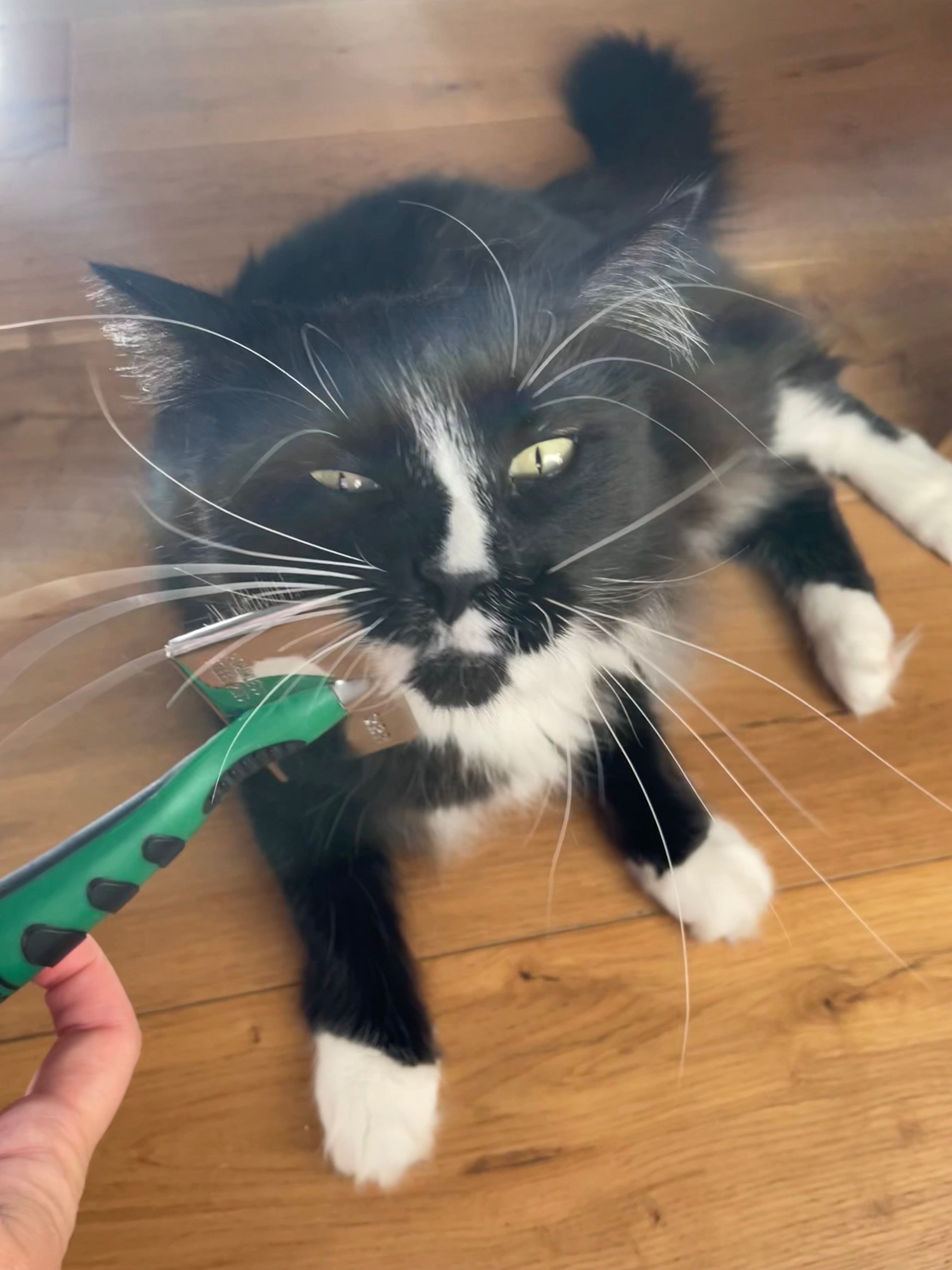 Safari Grooming Brush – Ravenhill Studio